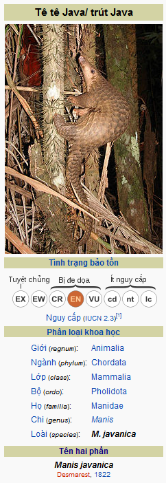 Tê tê Java