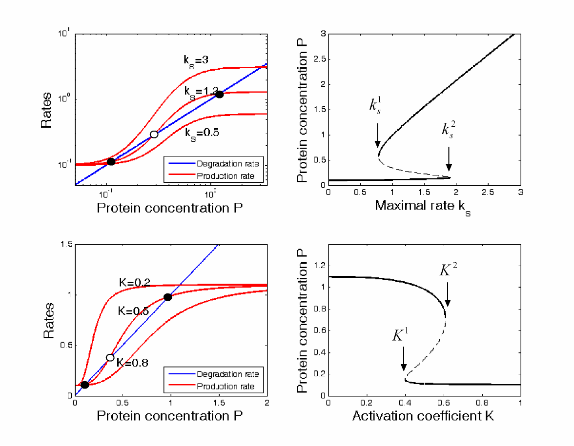 Positive feedback loops generate bistability